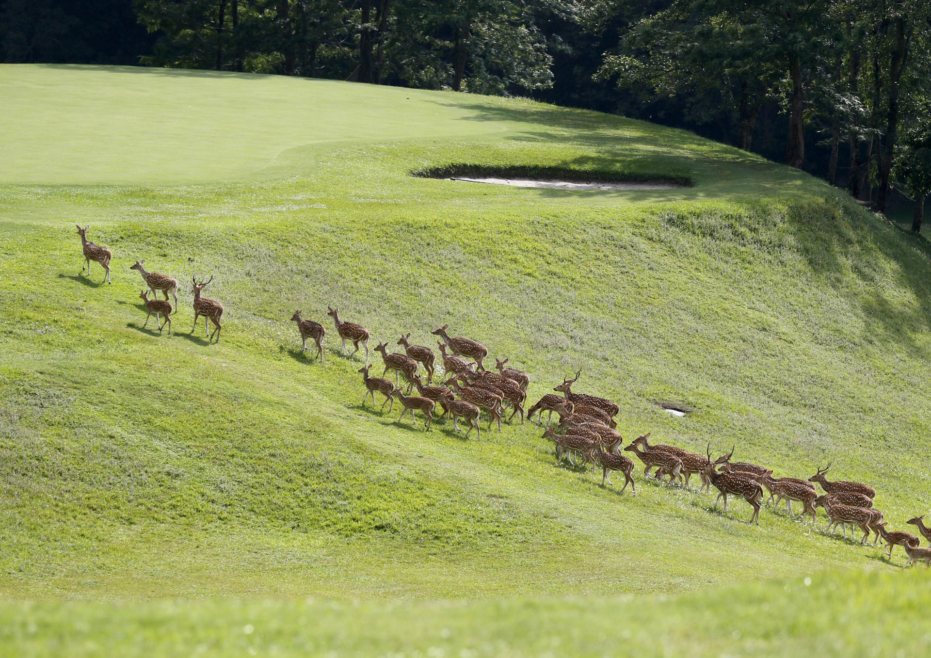 GOLFING IN THE HIMALAYAS - TheGolfHouse